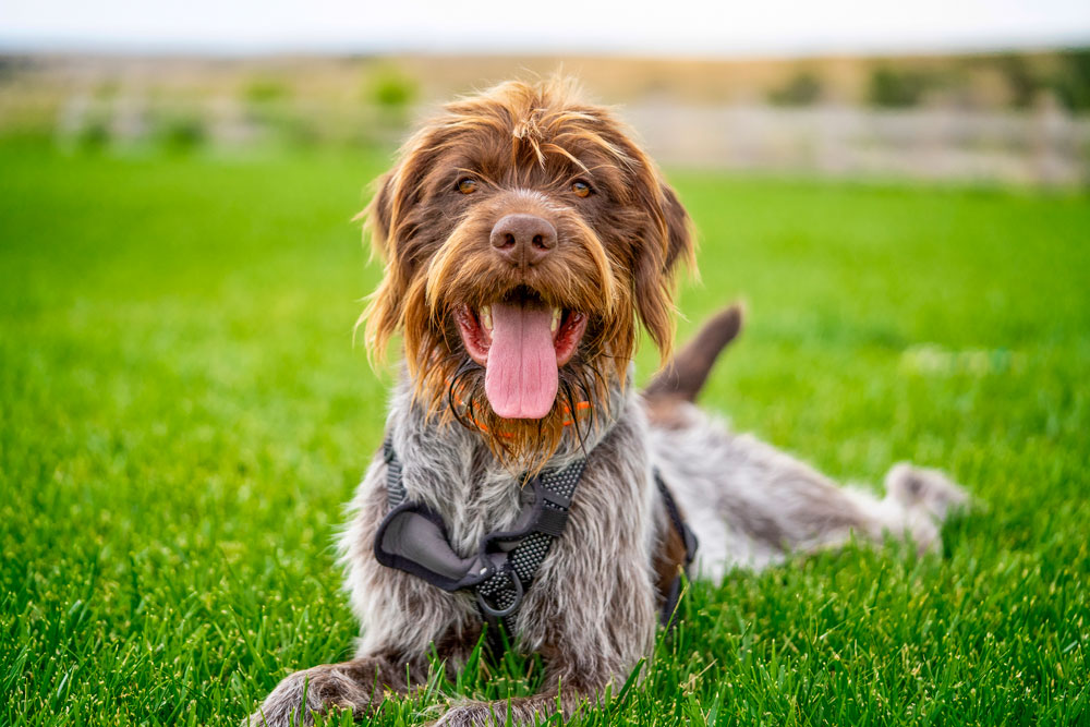 Chaco the Bird Dog | The Castle Pines Connection