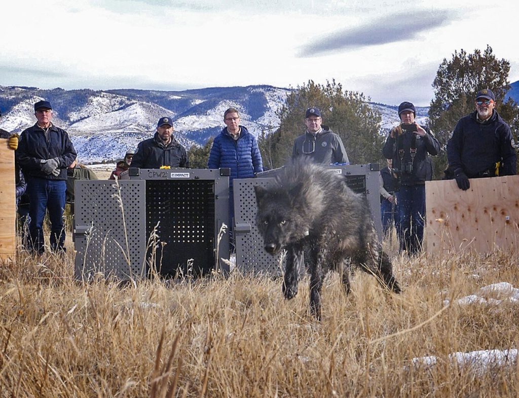 Keeping track of Colorado’s wolves | The Castle Pines Connection