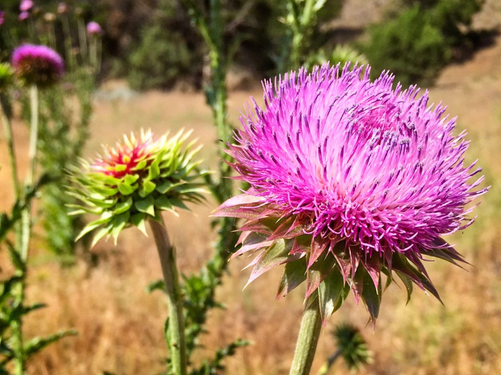 Colorado living: Request-A-Bug | The Castle Pines Connection